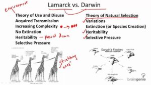 Lamarck vs. Darwin - ClassNotes.ng