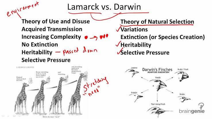 Lamarck vs. Darwin - ClassNotes.ng