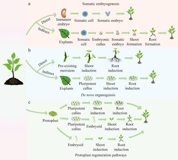 Callus induction, organogenesis, and somatic embryogenesis - Class Notes