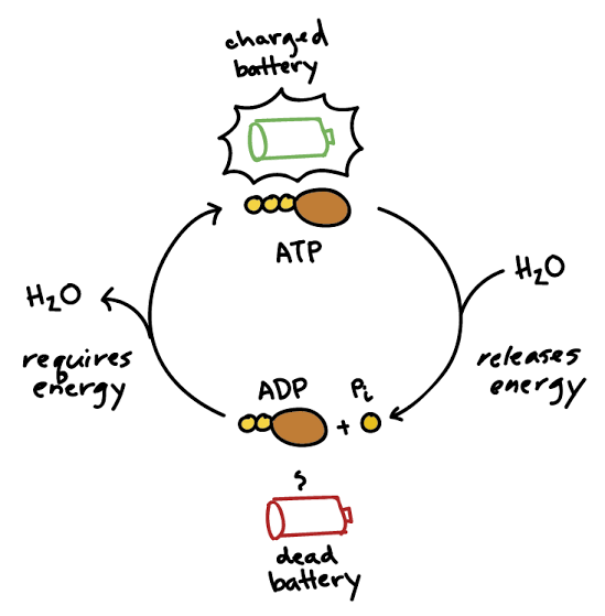 ATP synthesis and energy transfer - ClassNotes.ng