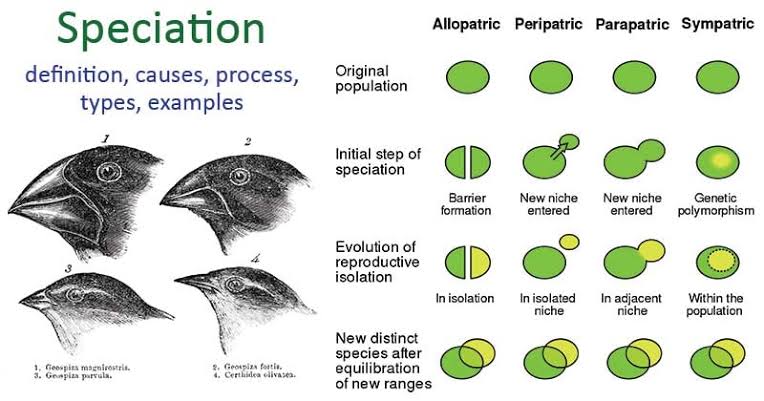 Mechanisms of speciation - ClassNotes.ng