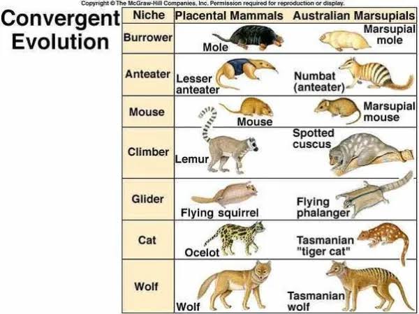 Adaptive radiation and convergent evolution - Class Notes