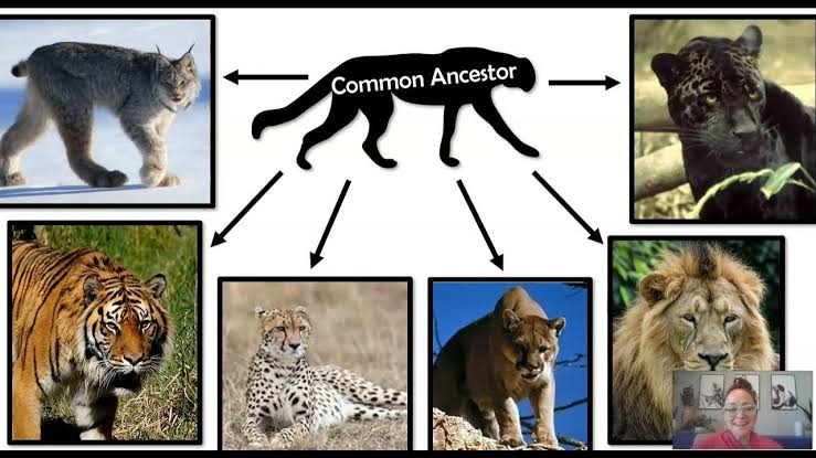 Adaptive radiation and convergent evolution - ClassNotes.ng