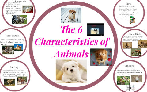 Characteristics of animals - ClassNotes.ng