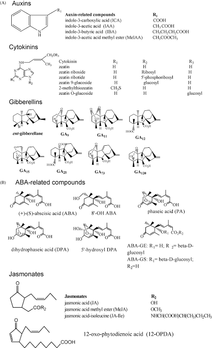 Functions and interactions of auxins, gibberellins, cytokinins ...