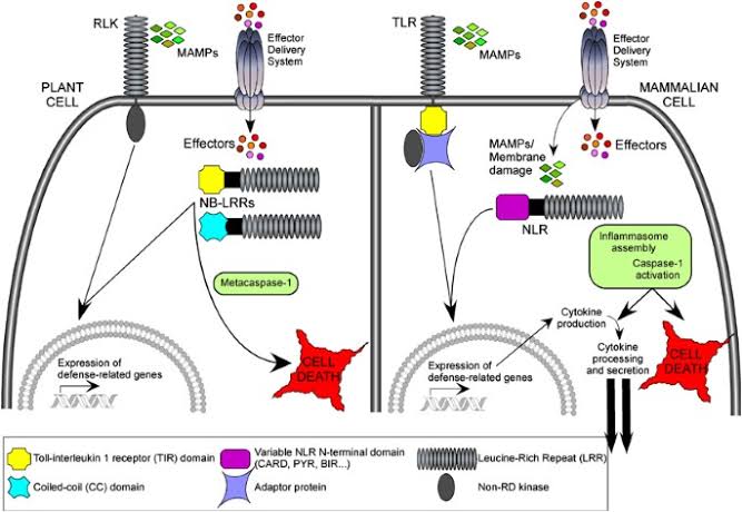 Role of programmed cell death in plant defense - Class Notes