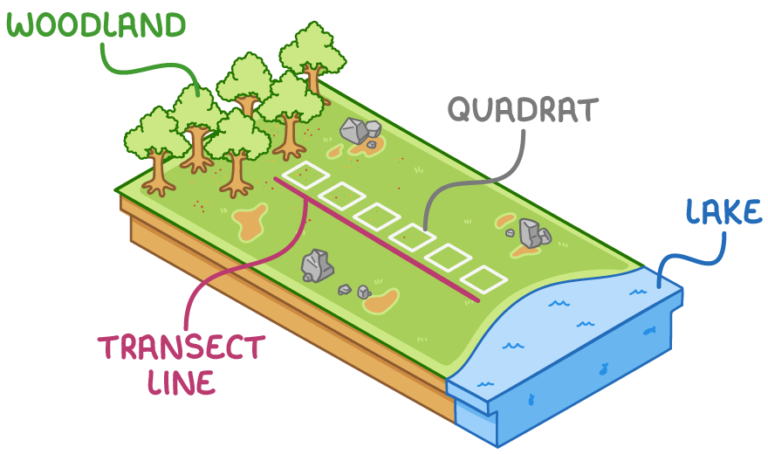 Vegetation sampling techniques (quadrats, line transects) - ClassNotes.ng