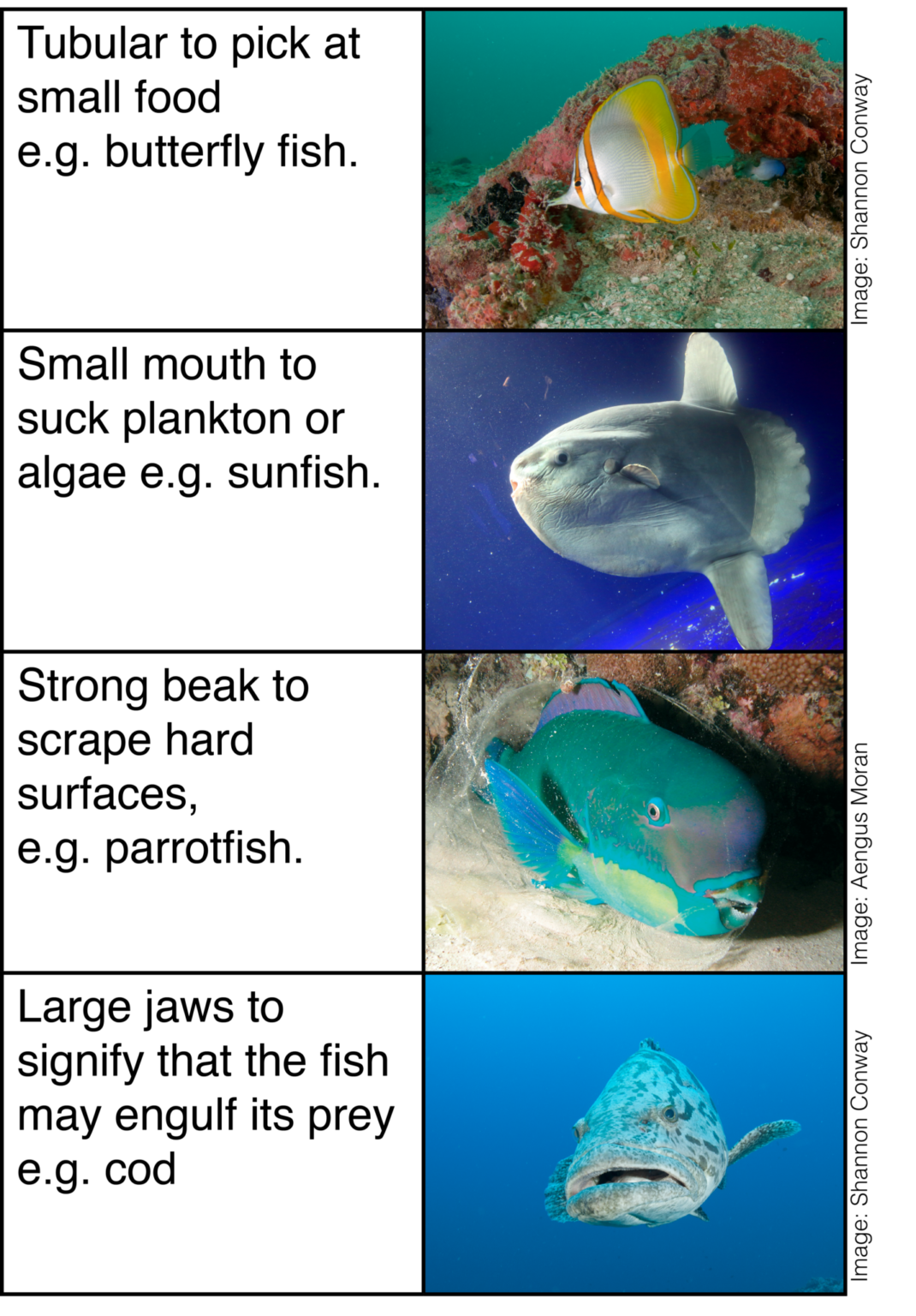 Freshwater Vs. Marine Adaptations - Class Notes