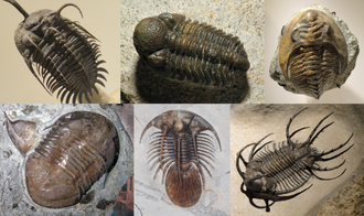Onychophora, Pentastomida, Trilobites (Extinct) - ClassNotes.ng