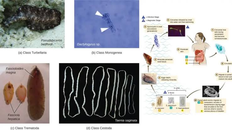 Anatomy And Parasitic Adaptations - Class Notes