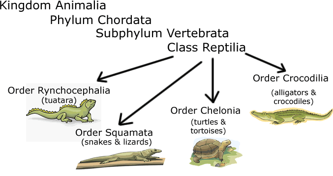 Orders: Squamata, Chelonia, Crocodylia - Class Notes