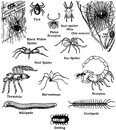 Scorpions, Spiders, Ticks - ClassNotes.ng