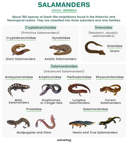 Evolution From Amphibians - ClassNotes.ng