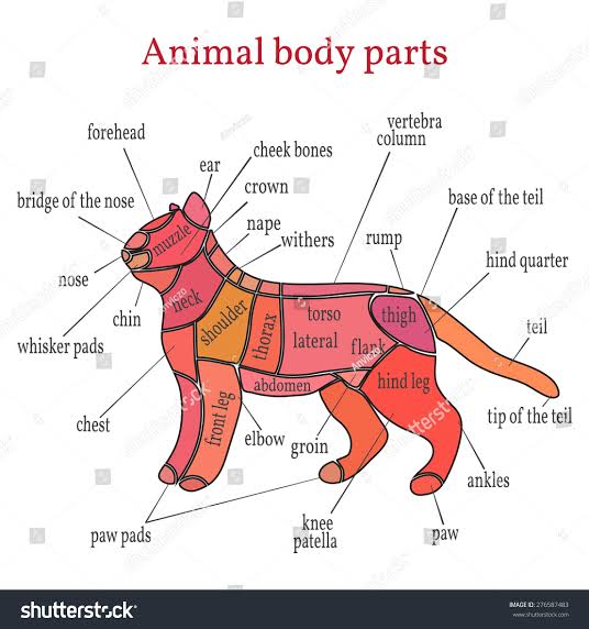 Body Regions And Appendages - Class Notes