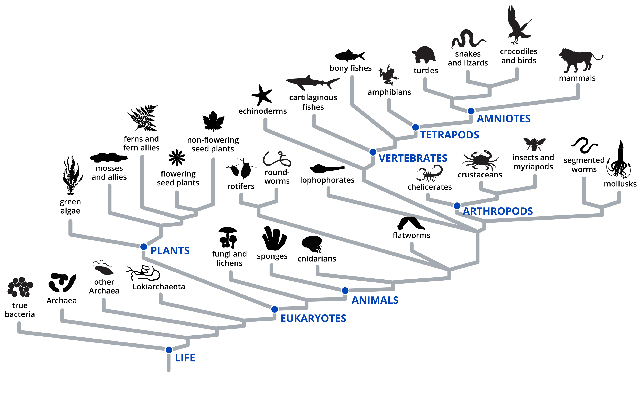 Cladistics And Tree Diagrams - ClassNotes.ng