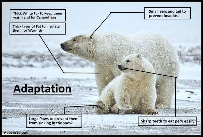 Ecological Adaptations - Class Notes