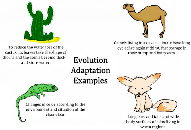 Ecological Adaptations - Class Notes