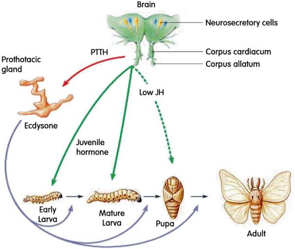 Larval Forms - Class Notes