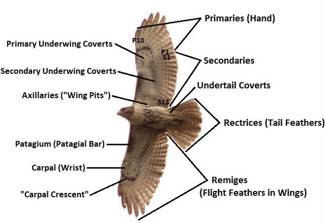 Feathers And Flight - Class Notes