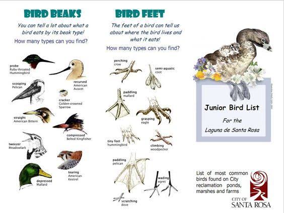 Beak And Feet Adaptations - Class Notes