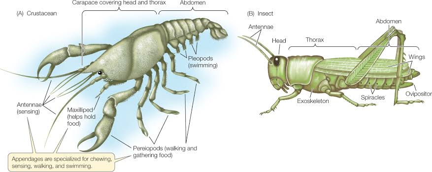 Appendages And Segmentation - Class Notes