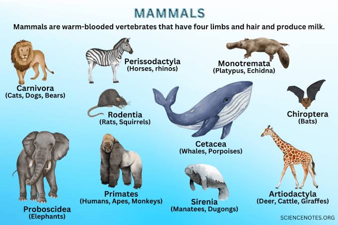 Mammalian Characteristics - ClassNotes.ng