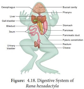 Digestive, Circulatory, Respiratory Systems - ClassNotes.ng