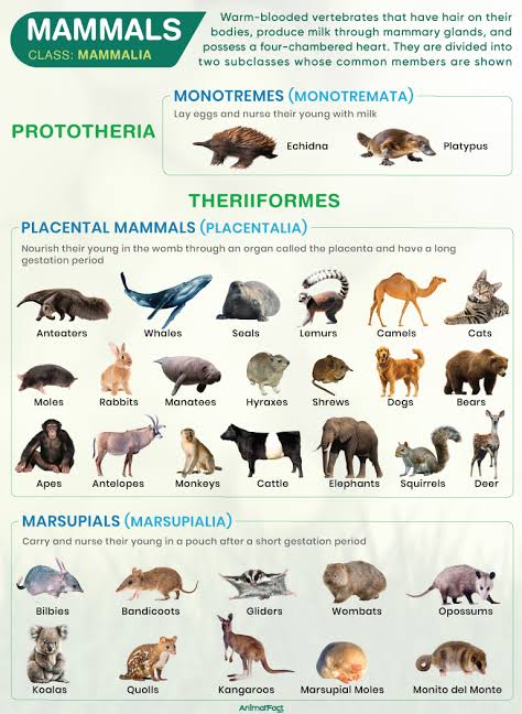 Monotremes, Marsupials, And Placental Mammals - ClassNotes.ng