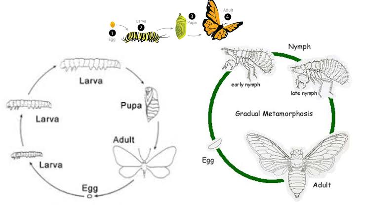 Metamorphosis And Insect Development - ClassNotes.ng