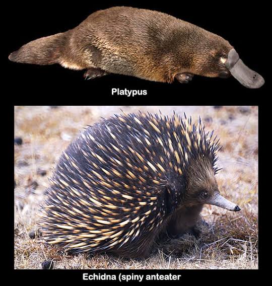 Monotremes, Marsupials, And Placental Mammals - Class Notes