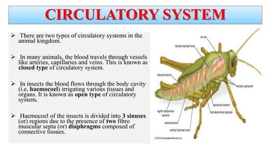 Circulatory And Excretory Systems - Class Notes