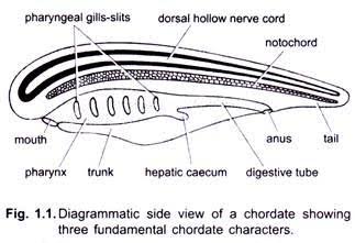 Fundamental Chordate Characteristics (Notochord, Dorsal Nerve Cord, Etc ...