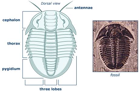 Onychophora, Pentastomida, Trilobites (Extinct) - ClassNotes.ng