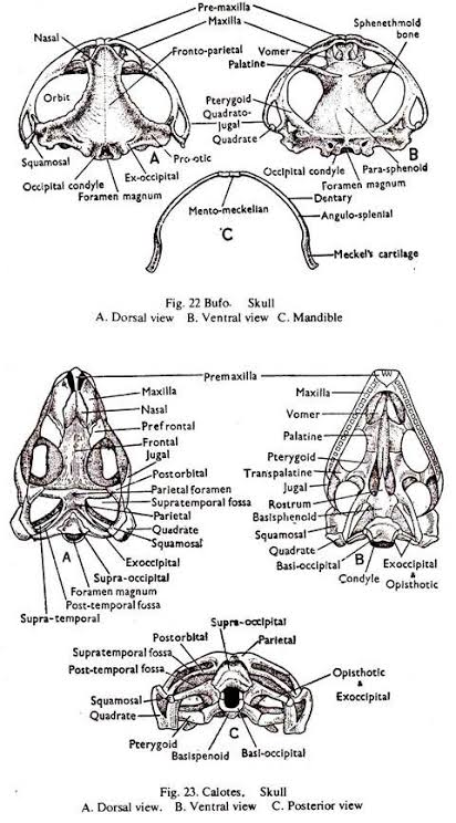Skull And Vertebral Column Comparison Across Vertebrates - ClassNotes.ng