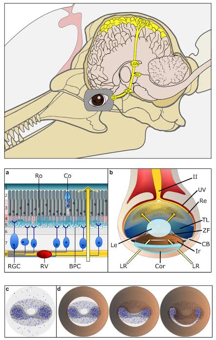 Brain Structures And Sensory Adaptation - Class Notes