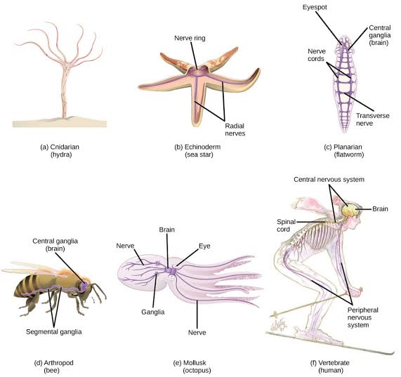 Brain Structures And Sensory Adaptation - Class Notes