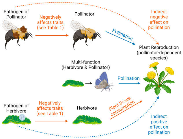 Pollination, Pests, Vectors Of Disease - ClassNotes.ng