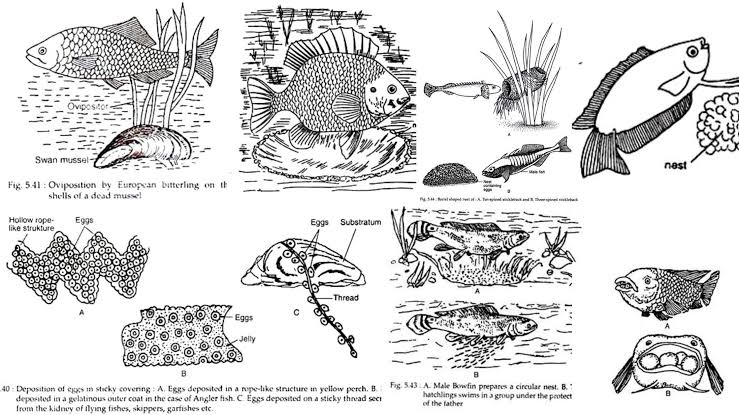 Oviparity, Viviparity, Lactation, Parental Care - Class Notes