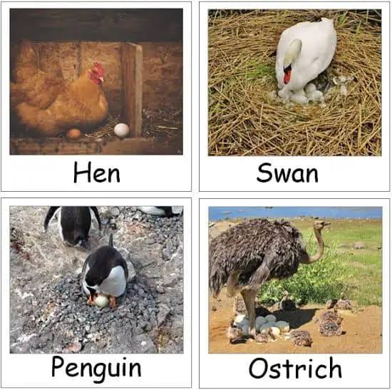 Oviparity, Viviparity, Lactation, Parental Care - Class Notes
