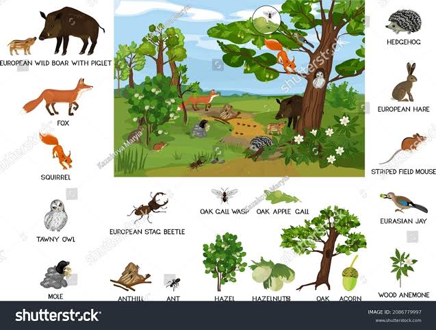 Mammals And Birds In Different Habitats - ClassNotes.ng