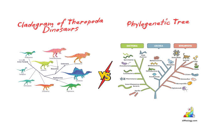 Cladistics And Tree Diagrams - ClassNotes.ng