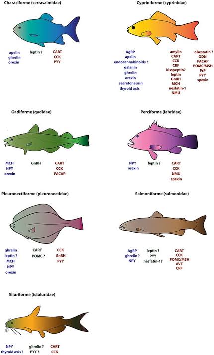Fish Behavior And Ecology - Class Notes
