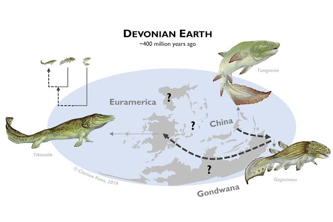 Origin Of Tetrapods, Water-Land Transition - Class Notes