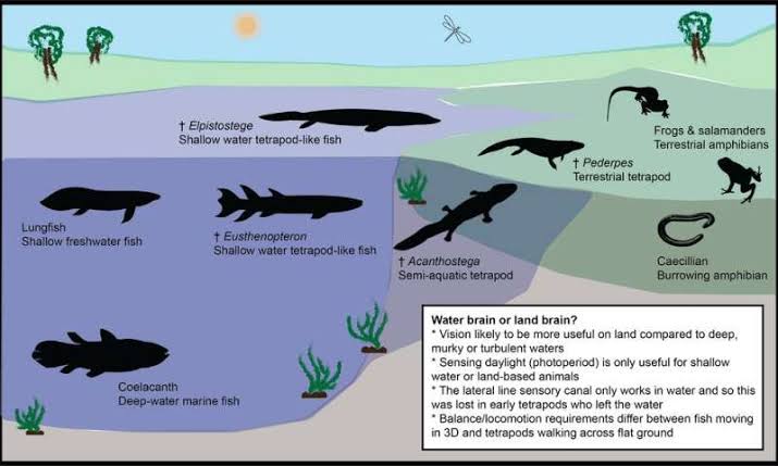 Origin Of Tetrapods, Water-Land Transition - ClassNotes.ng