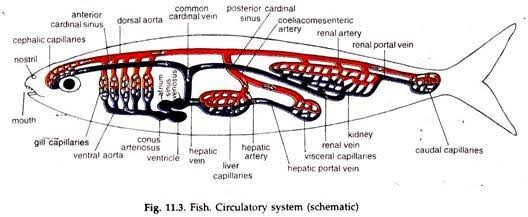 Digestive And Circulatory Systems (From Fish To Amphibians) - Class Notes