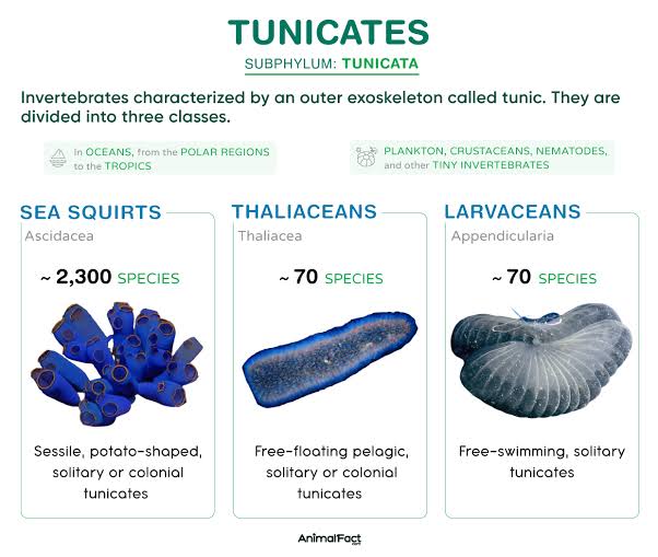 Tunicates And Lancelets: Structure, Feeding, Life History - ClassNotes.ng