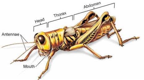Importance Of Segmentation And Exoskeleton - ClassNotes.ng