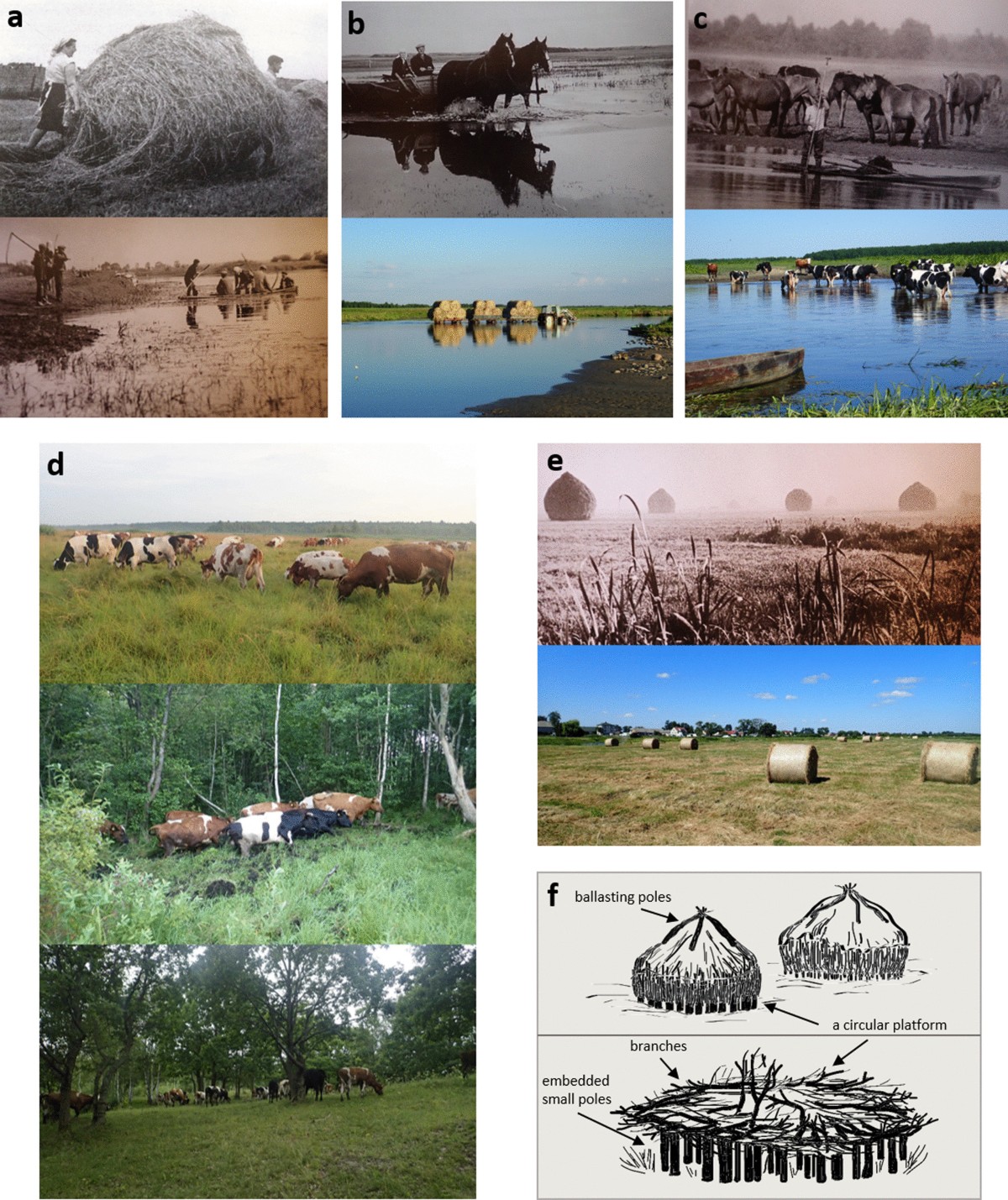 Review Of Published Fieldwork Projects (E.g., Forest Ecology, Wetland ...