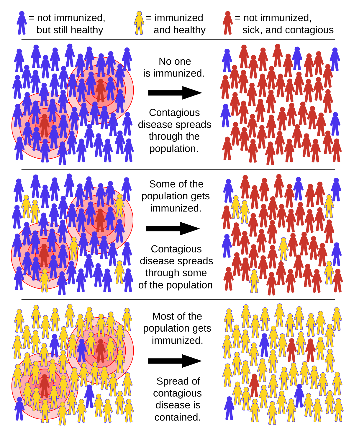 Herd Immunity - ClassNotes.ng