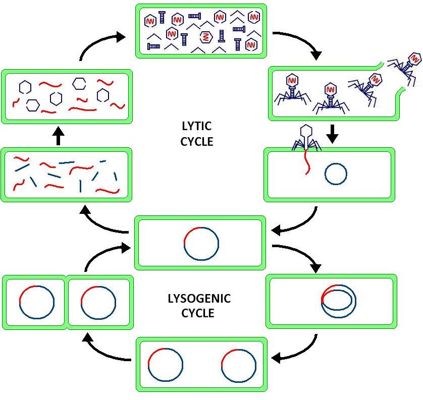 Viral Replication Cycles (Lytic And Lysogenic). - Class Notes